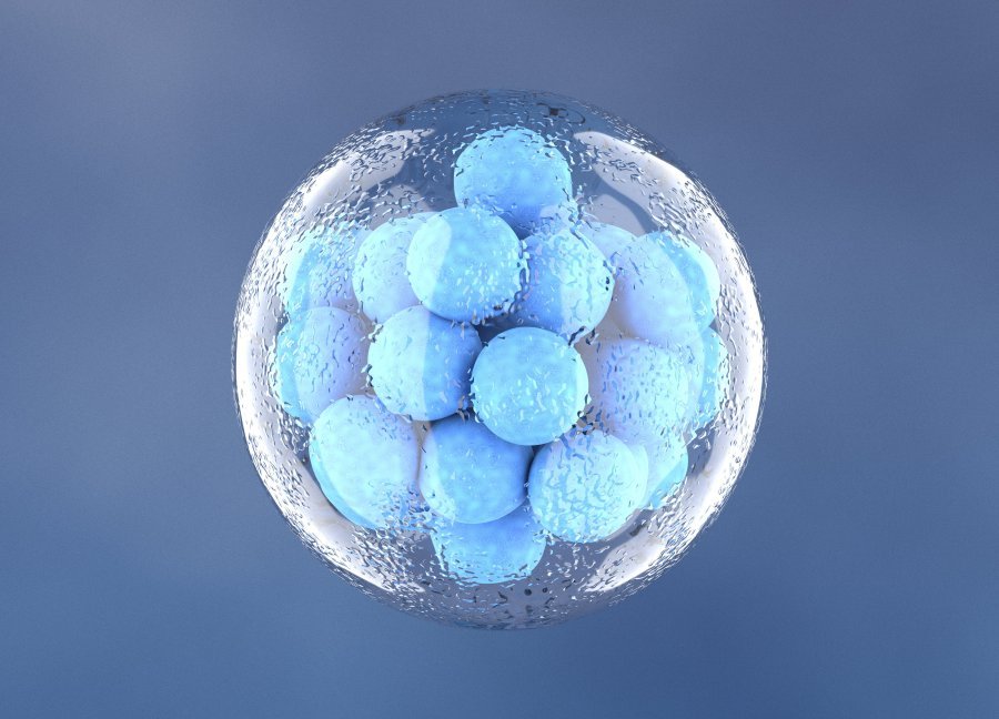Novel cell models advance the research of early embryonic development ...