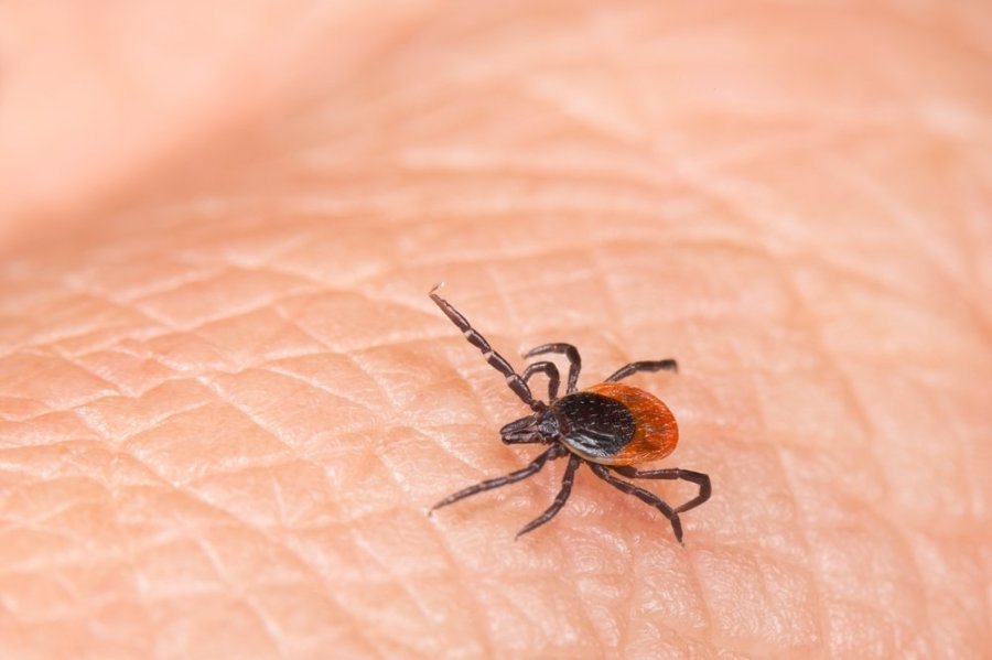 FINtick study will provide new information about tick-borne diseases ...